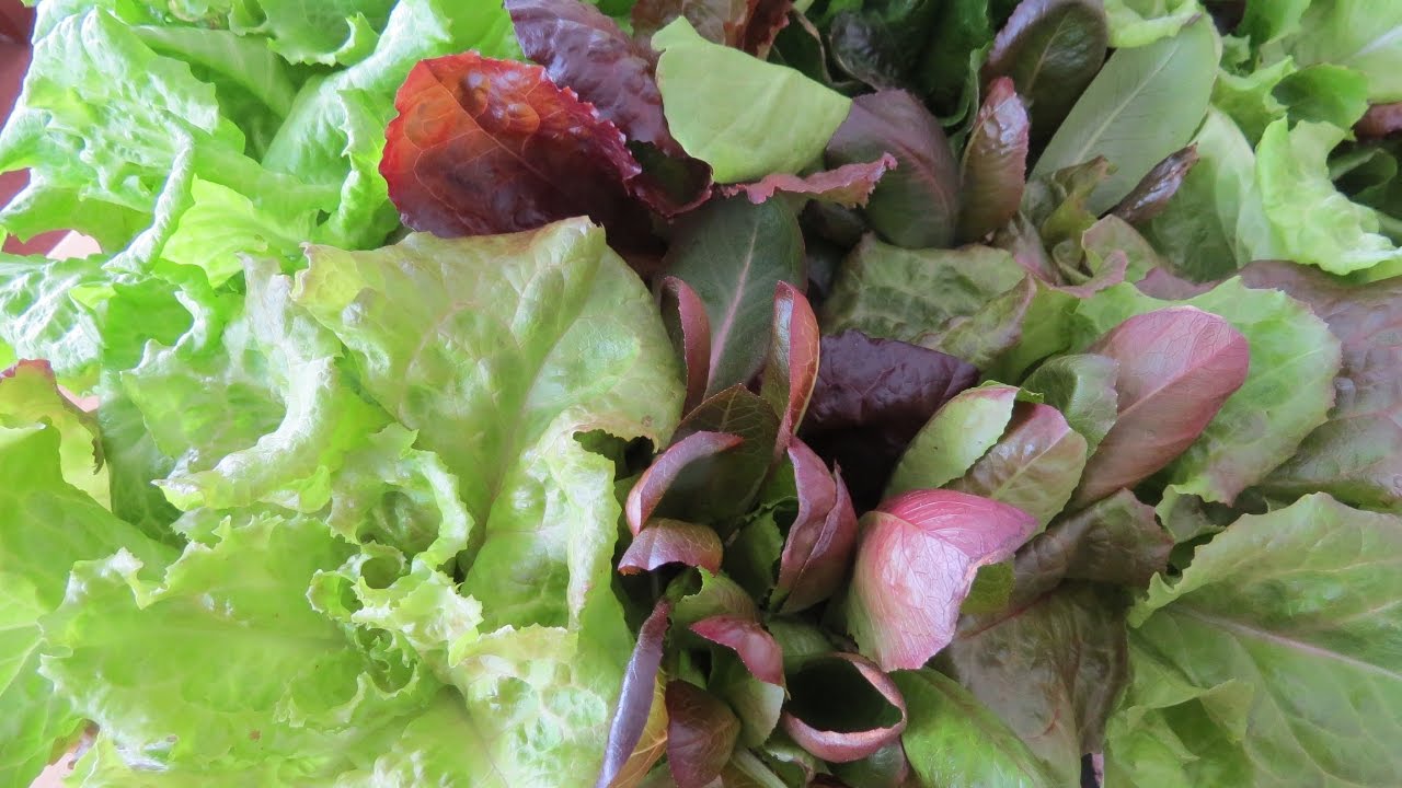 Growing The First Lettuce Of 2017 And My First Seed Order - YouTube