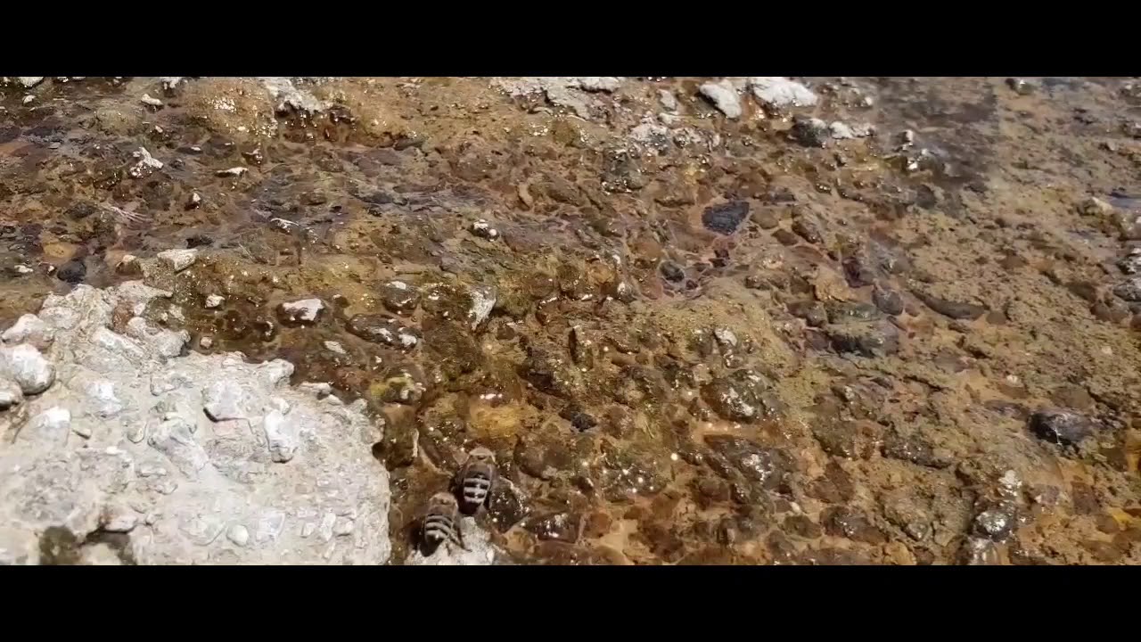 Wild Honeybees swimming and diving! - YouTube