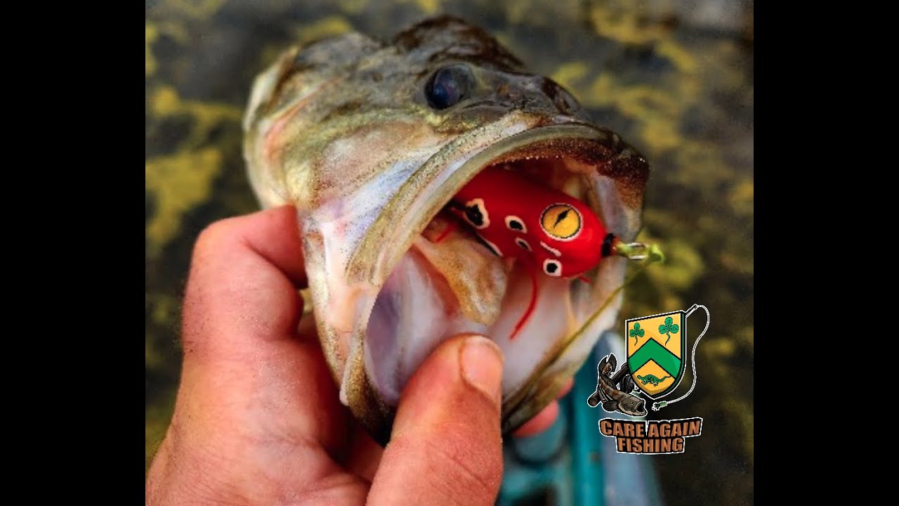 Multi-Species Fishing in Delaware - Northern Snakehead, Bass and ...