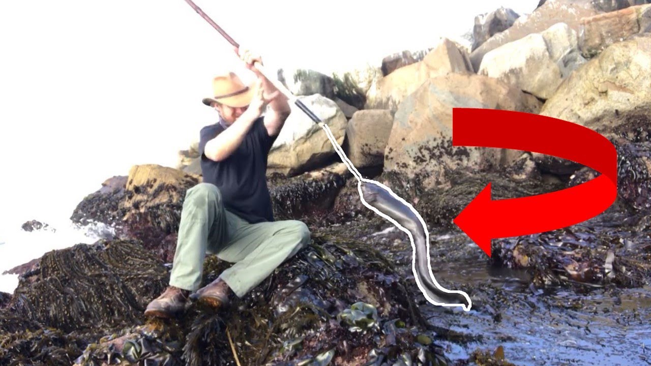 Catch BIGGEST TIDEPOOL EEL of my life! + Italian Recipe - YouTube