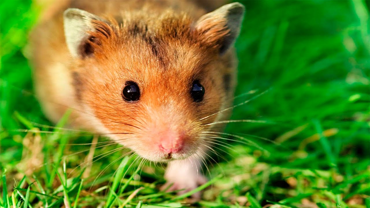 🐹Sonido de Hámster 🐹1 Hora 🐹 Hamster Sound 1 hour 🐹 - YouTube