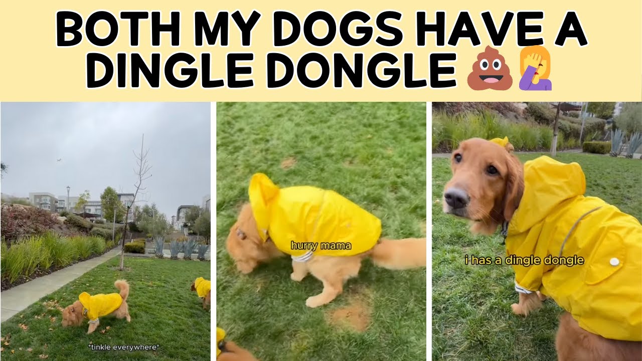 My Dogs Reaction When They Have a Dingle Dongle 💩 | Dog Reactions ...