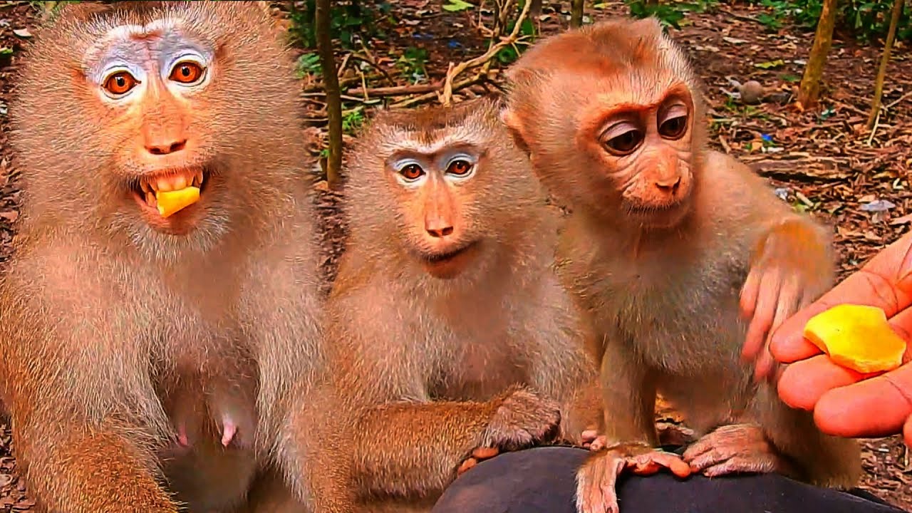 Can't Stop Smiling! Adorable Baby Monkey Cute Playtime! Slightly Drop ...