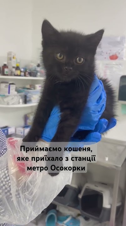 Шоколад - 2 місяці #cat #котик #кот #кошка #котики #животные #catlover ...