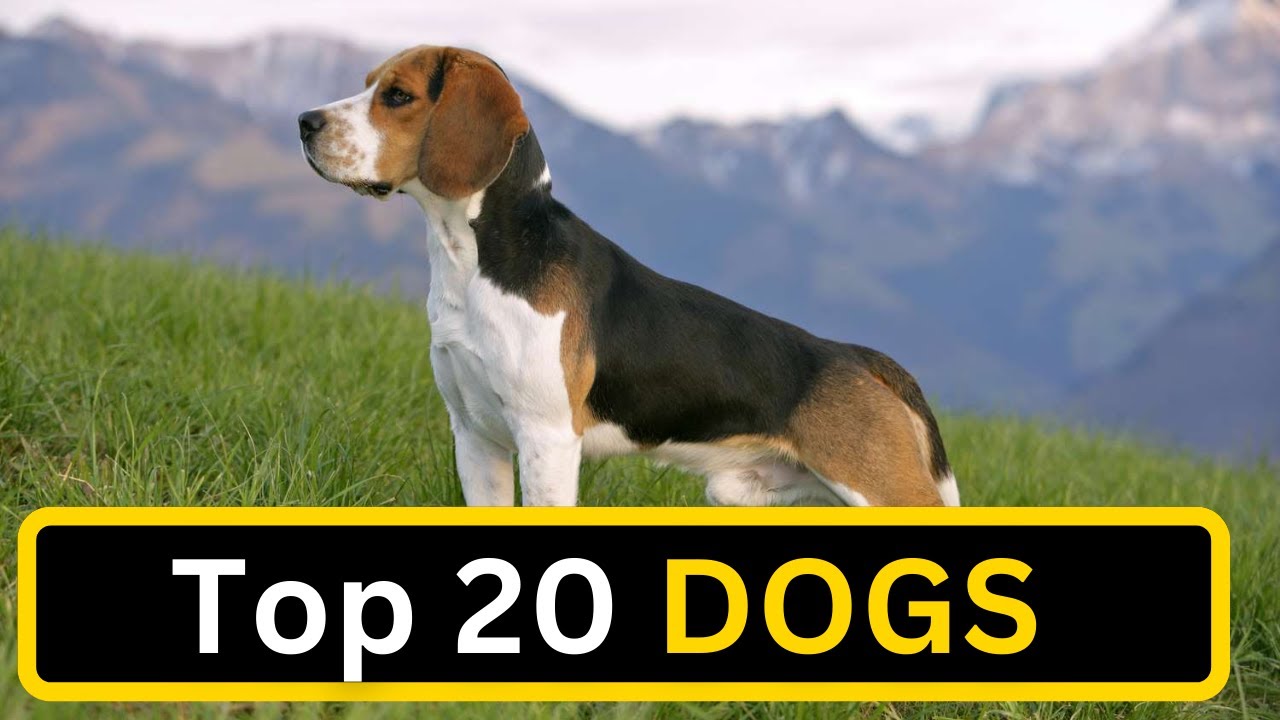 Top 20 Dogs Breed - Animals Vocabulary with pronunciation - YouTube