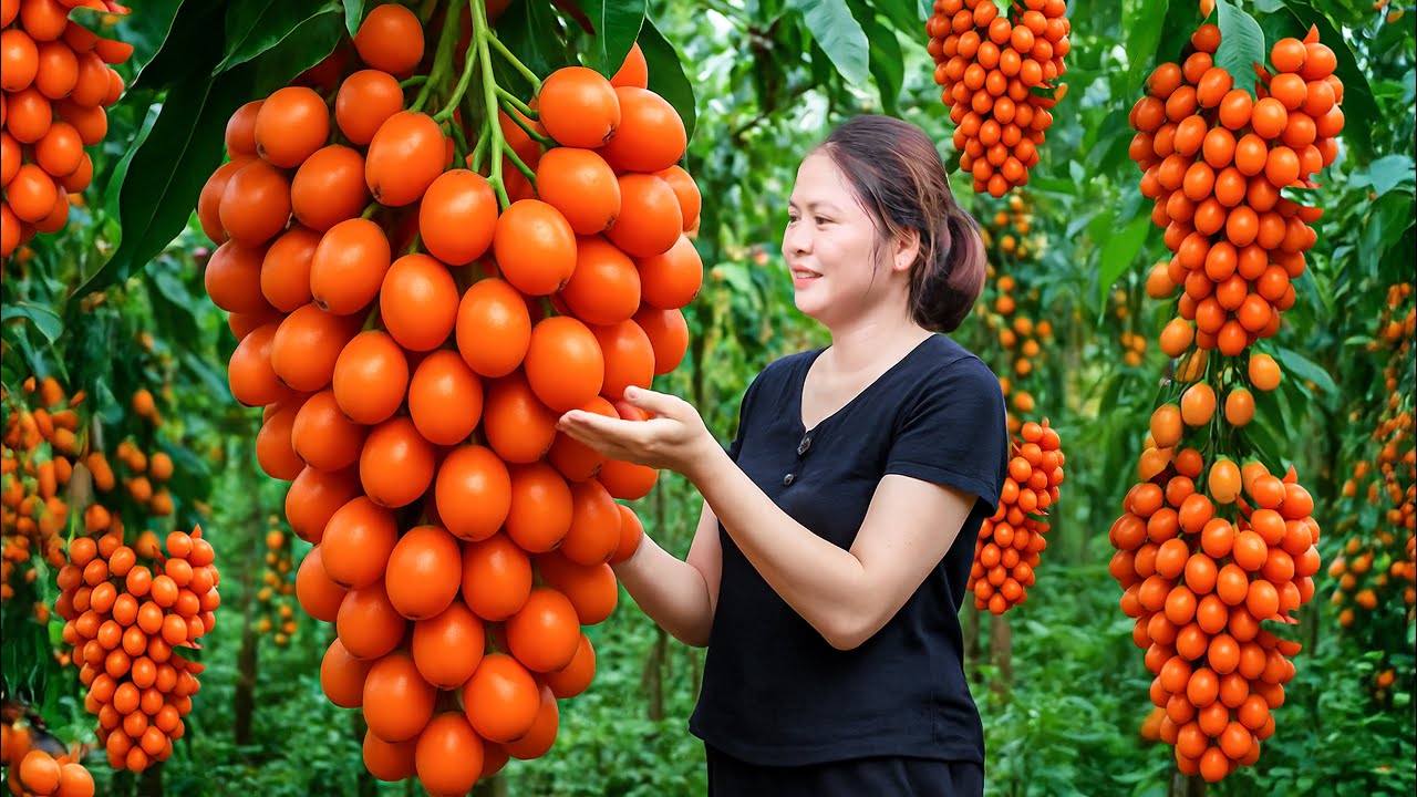 Village children help country girl harvesting Ripe Giant Red fruit ...