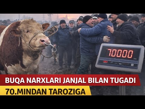 SHAXRIXON XOLDONBEK MOL BOZORI BUQALAR JANGGI 70.MINDAN BUQALAR TAROZIGA VOY DOD 01.27.2026