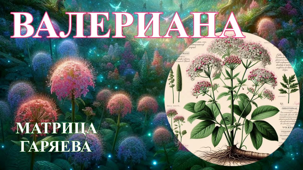 Валериана🌸Матрица Гаряева🎆Valerian🌸Garyaev Matrix - YouTube