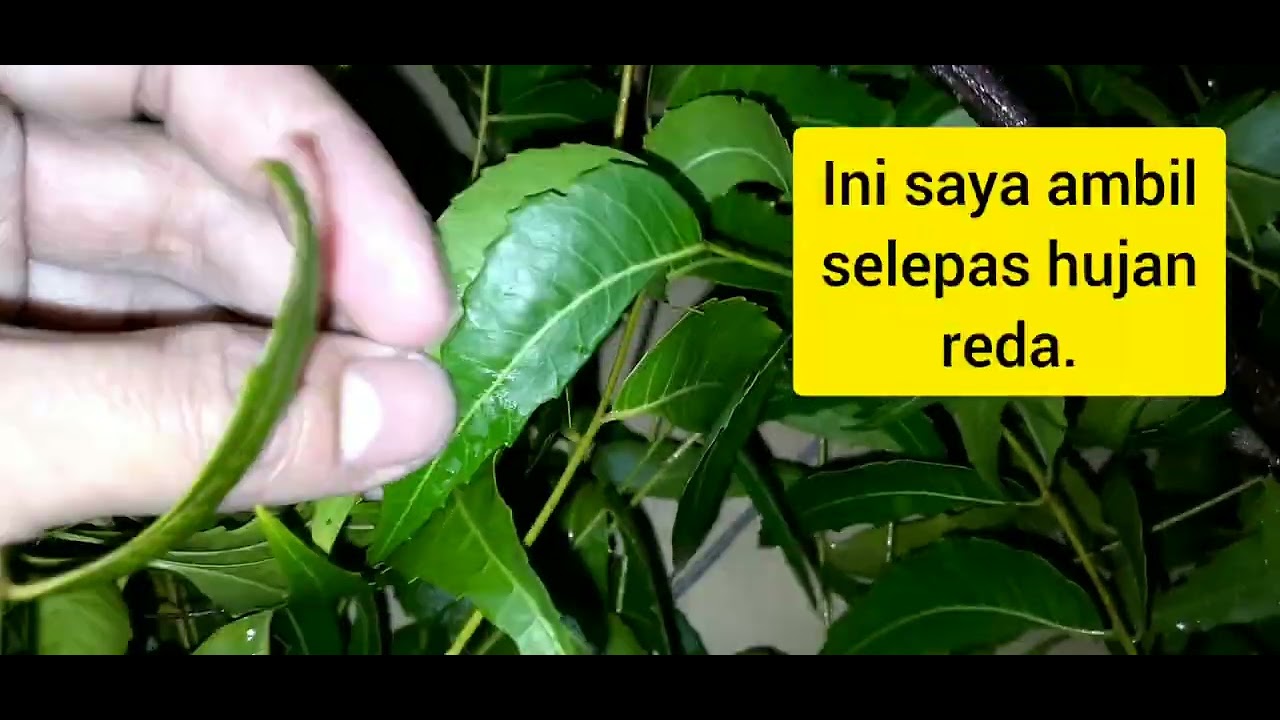 RUPA BENTUK DAUN POKOK SEMAMBU - YouTube