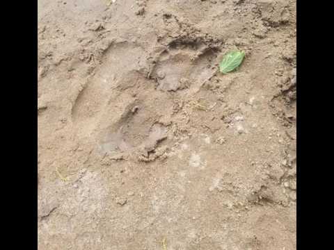 Yadkin Boaters Chilling Sasquatch Discovery south of Mocksville, NC