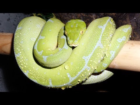 Sick Green Tree Python Room! New - YouTube