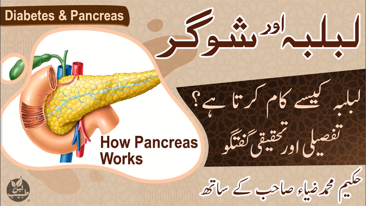 How Pancreas Work - Pancreas & Diabetes - Lablaba or sugar - IBN-E ...