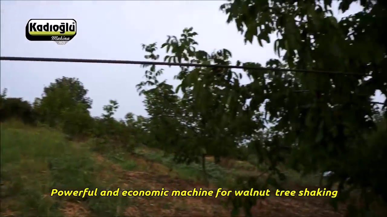 Walnut Tree Fruit Shaker Machine Indicative Idea - YouTube