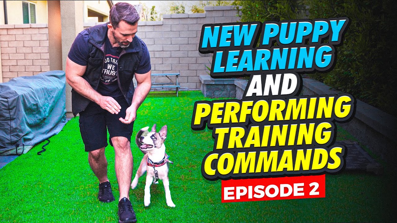 Puppy Training 101: Simple Steps to Get Your New Dog Obeying Commands ... Puppy Training 101: Simple Steps to Get Your New Dog Obeying Commands ...