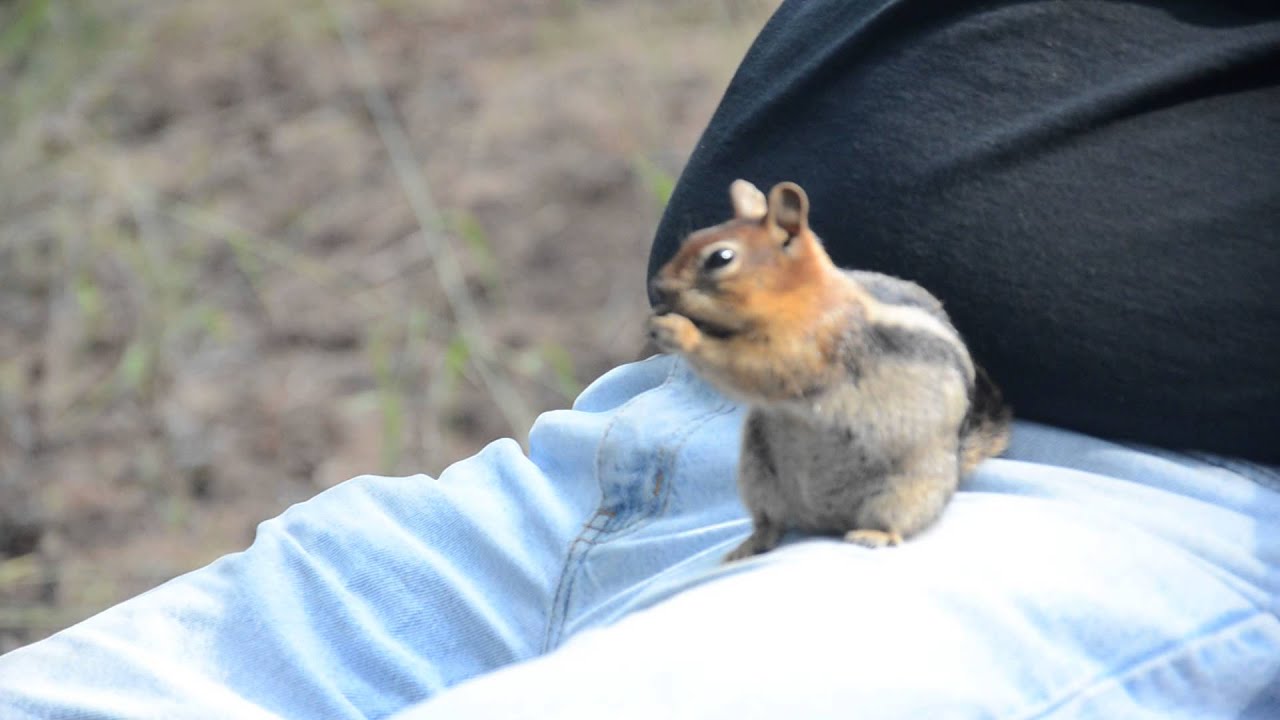 Jim's Friendly Chipmunk - YouTube