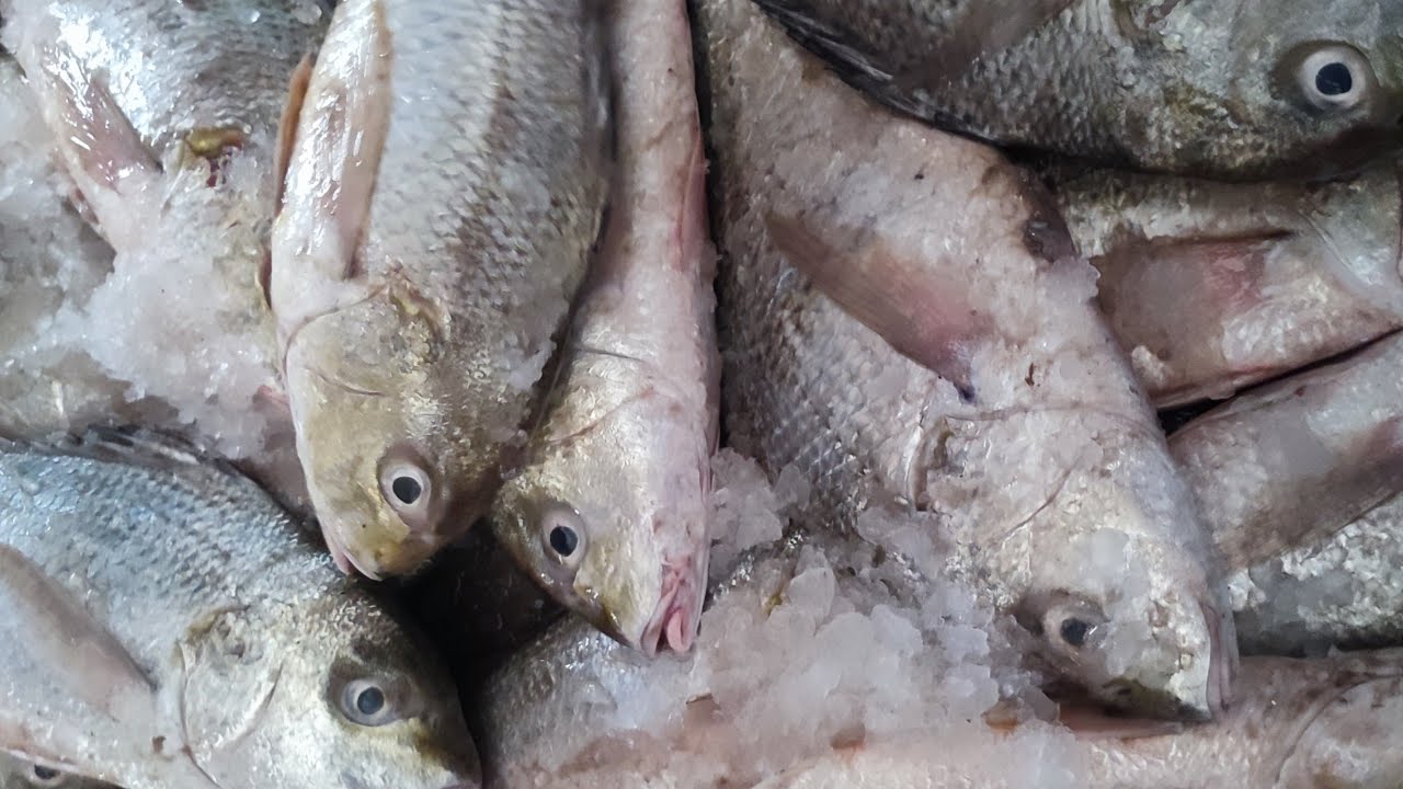 fish rates fish price latest rate update karachi fisheries - YouTube