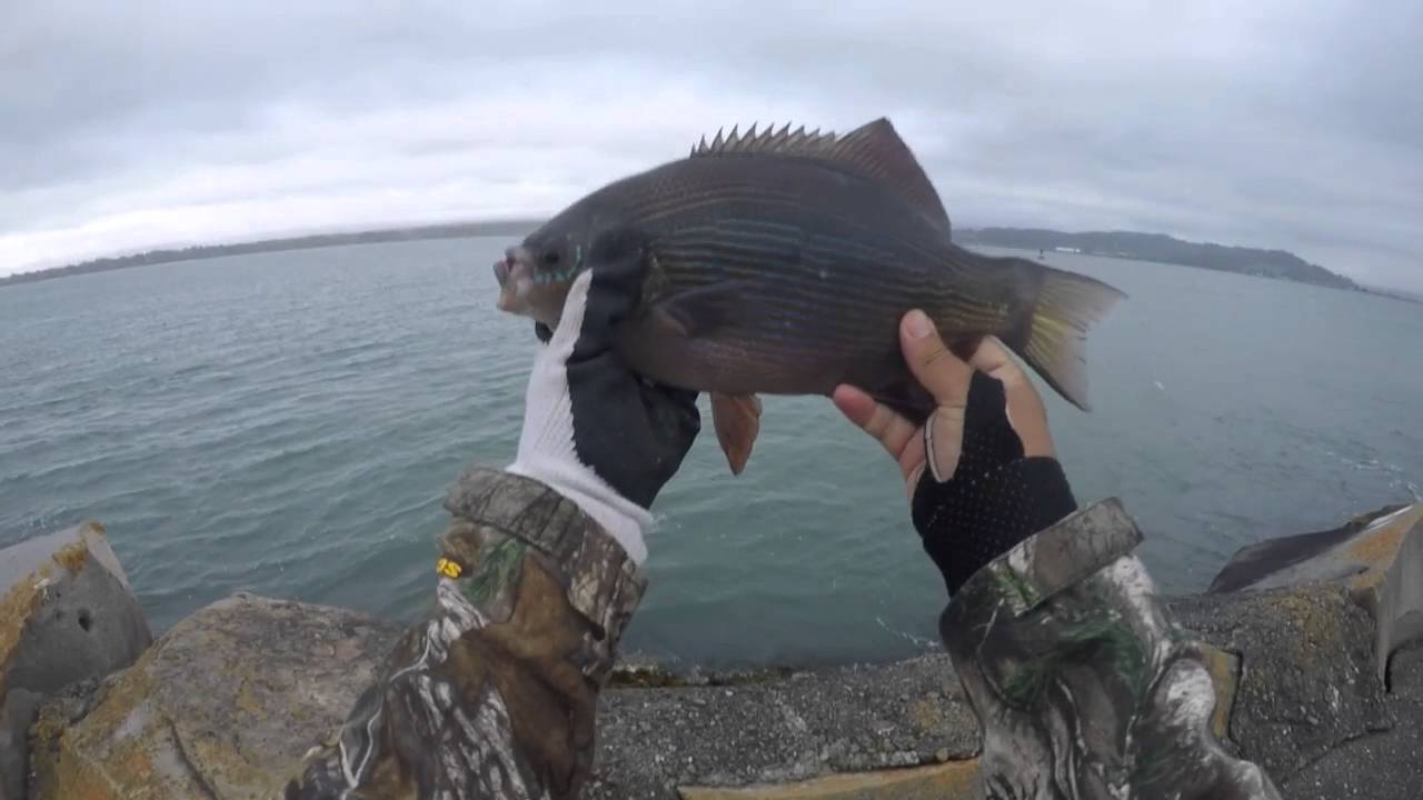 SUPER Overcast and Windy Day of Striped Perch Fishing - YouTube