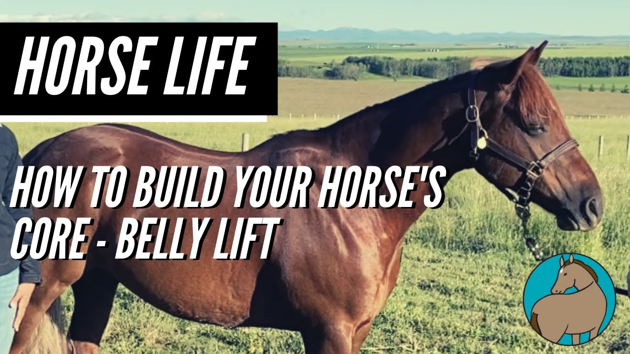 How to Apply a Belly Lift - Horse Life - Episode 12 - YouTube