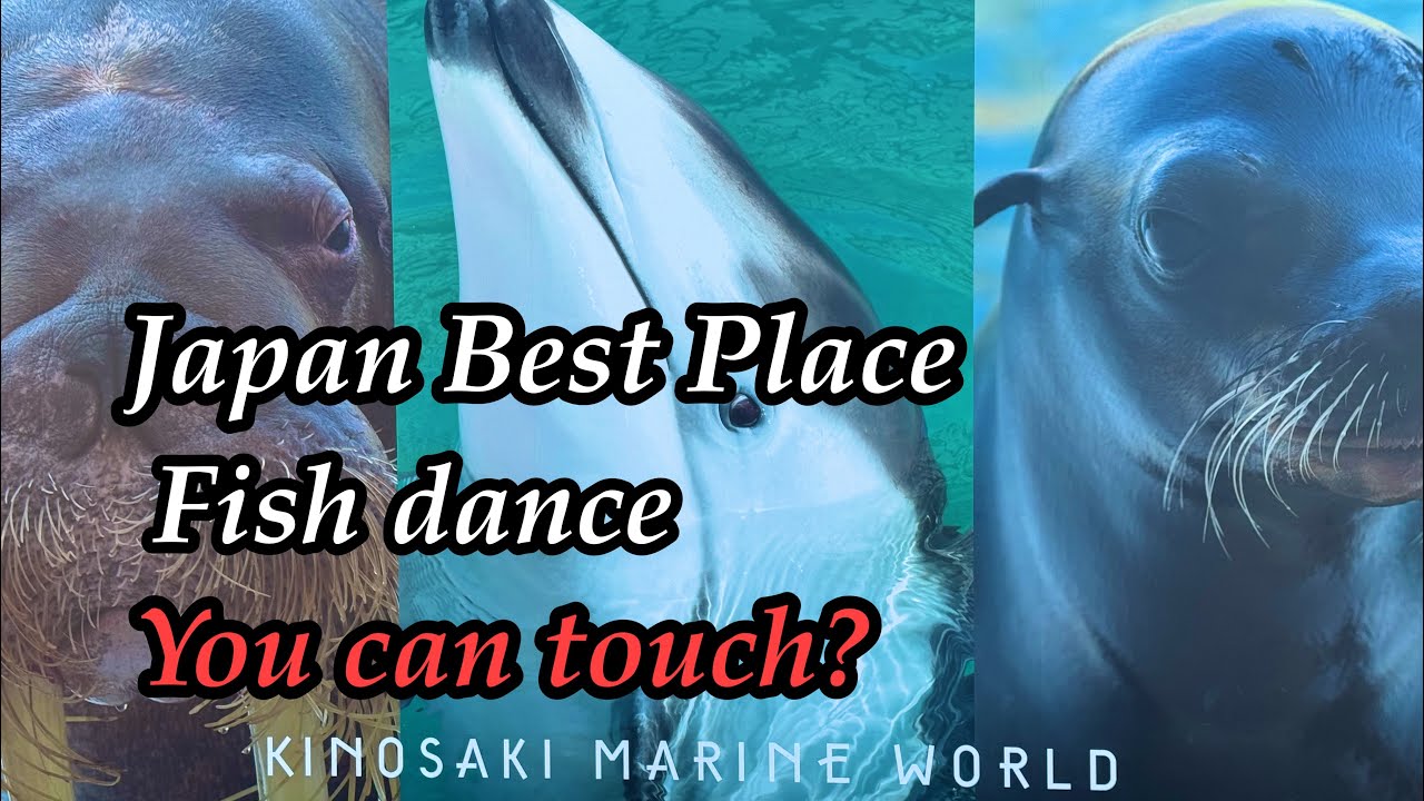 Marine World -japan/ Best place for kids/ Japan sea zoo, Kinosaki ...