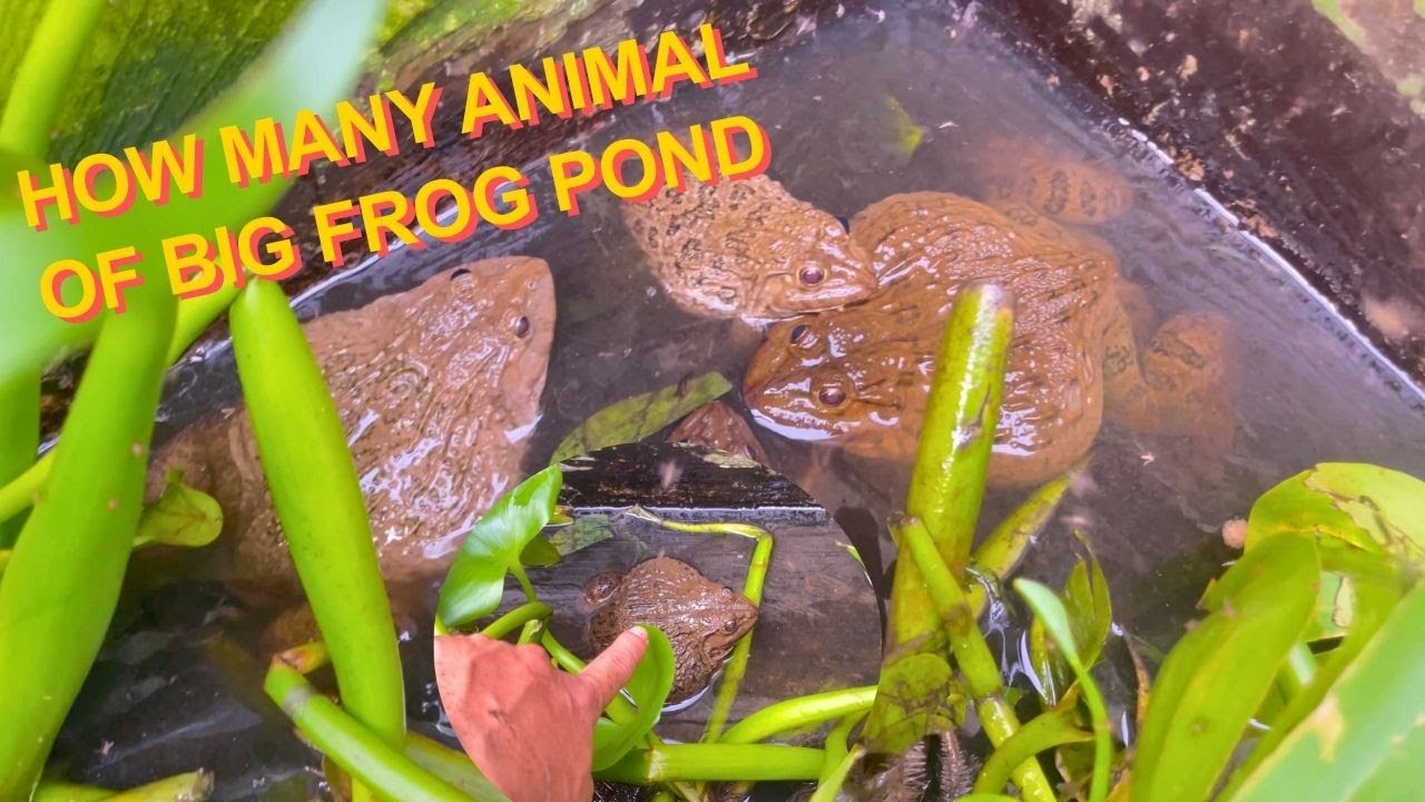 How Many Animal of Big Frog Pond ? - YouTube