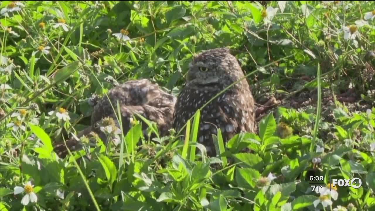 Burrowing Owl breeding and nesting season begins - YouTube