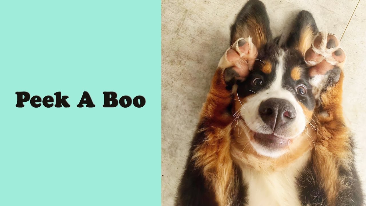 50 Photos of Adorably Dorky Dogs That People Couldn't Help But Share ...