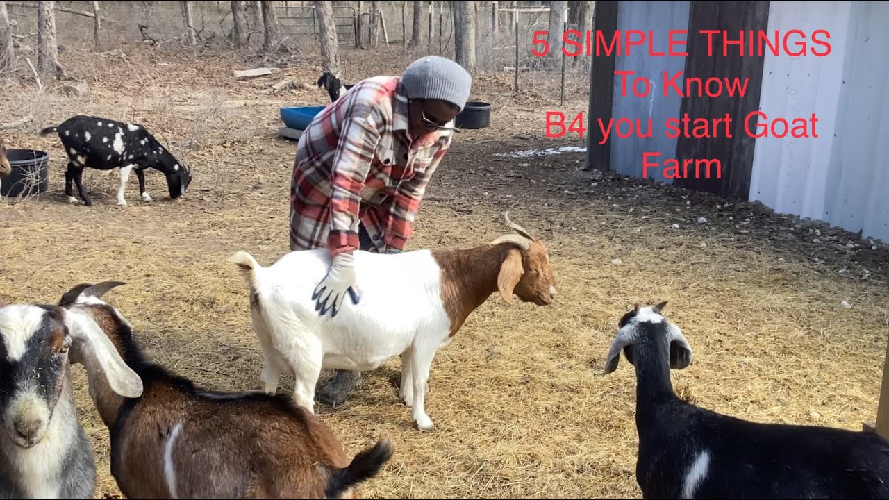 “5 Essential Tip for starting Your Goat Farming Journey” - YouTube
