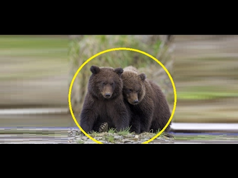 Cute Black Baby Bears Dancing At Chatbir Zoo - YouTube