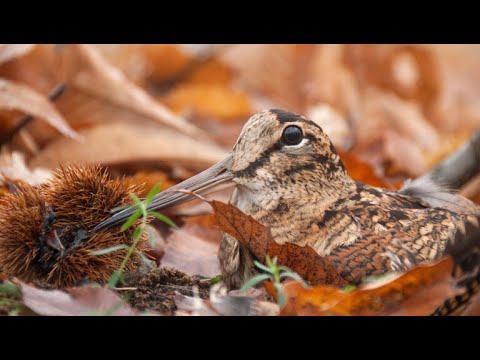 Κυνήγι Μπεκάτσας με Αγγλικά Σεττερ .2022 - 2023 - Woodcock hunting with ...