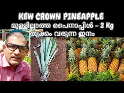 Kew Crown Pineapple Thornless Pineapple Online Trends Wheel #kewcrown # ...