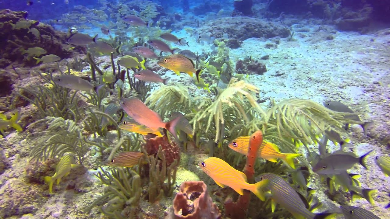 Pompano Beach Reefs