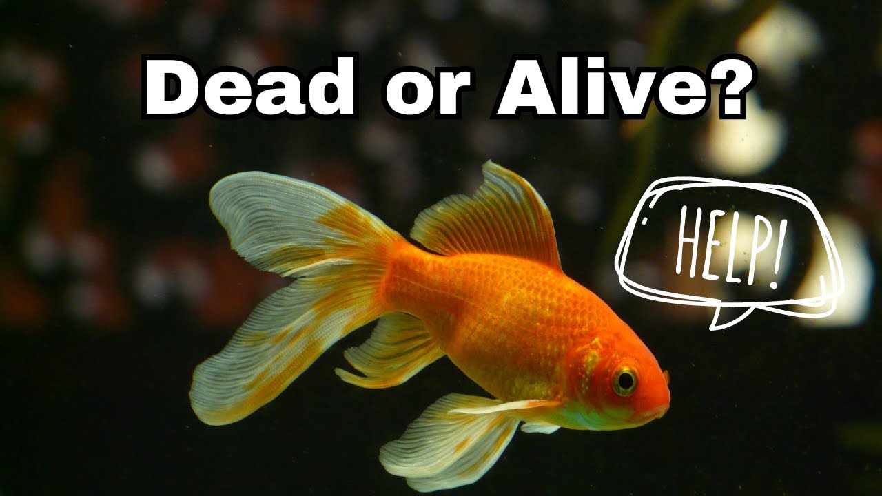 How to Tell if Goldfish are Sleeping or Dead - REACTION - YouTube