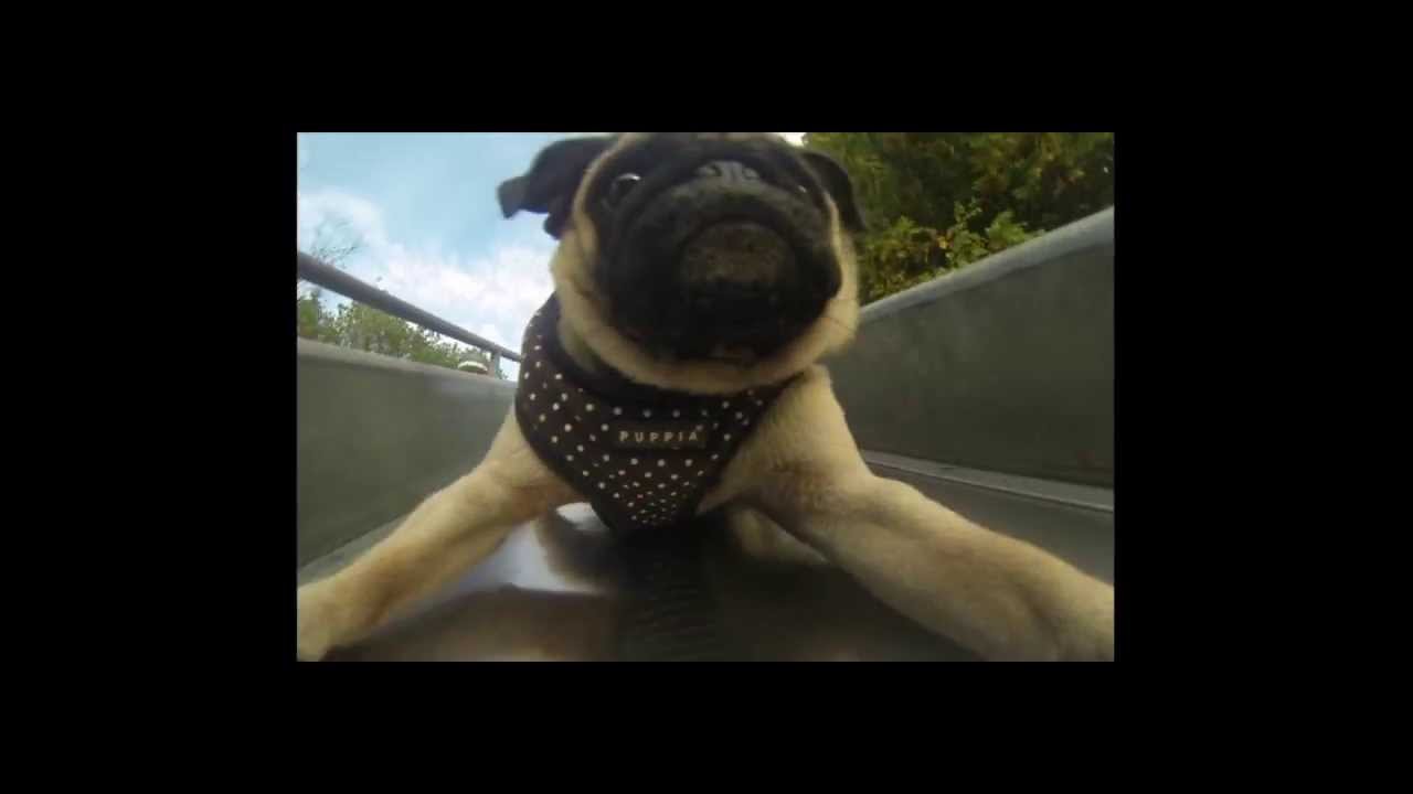 Alice on Slide (pug) - YouTube