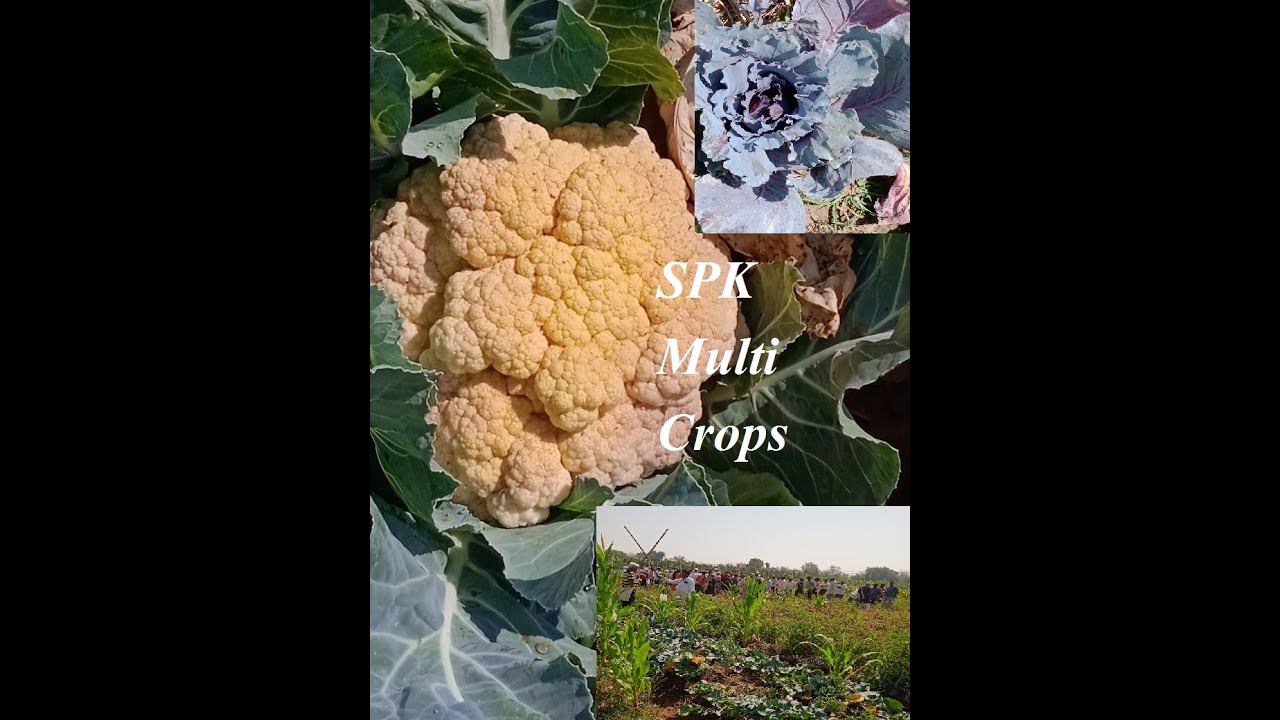Five Layers SPK Farming Model- Multi Crops- Gujarat - YouTube