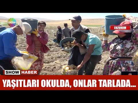Yaşıtları okulda, onlar tarlada...