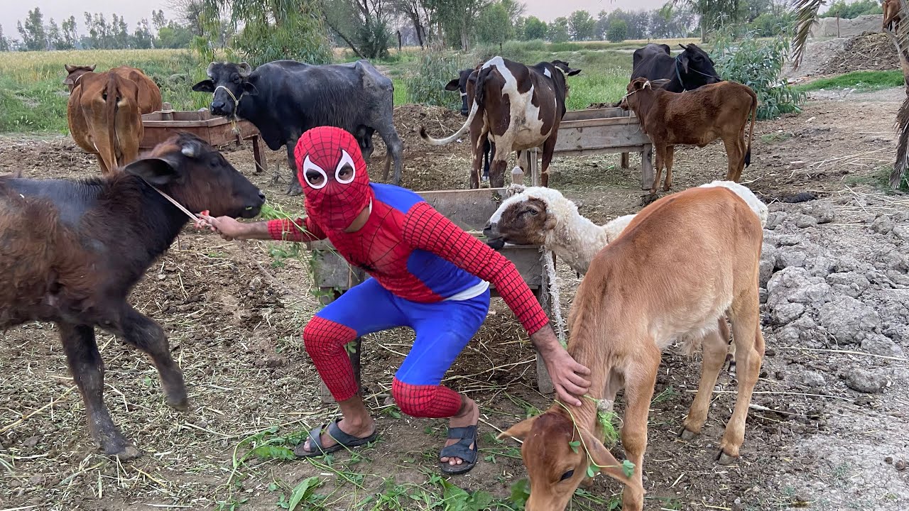 Spider Man in Village Animals Grass Cutting || Spider Man village life ...