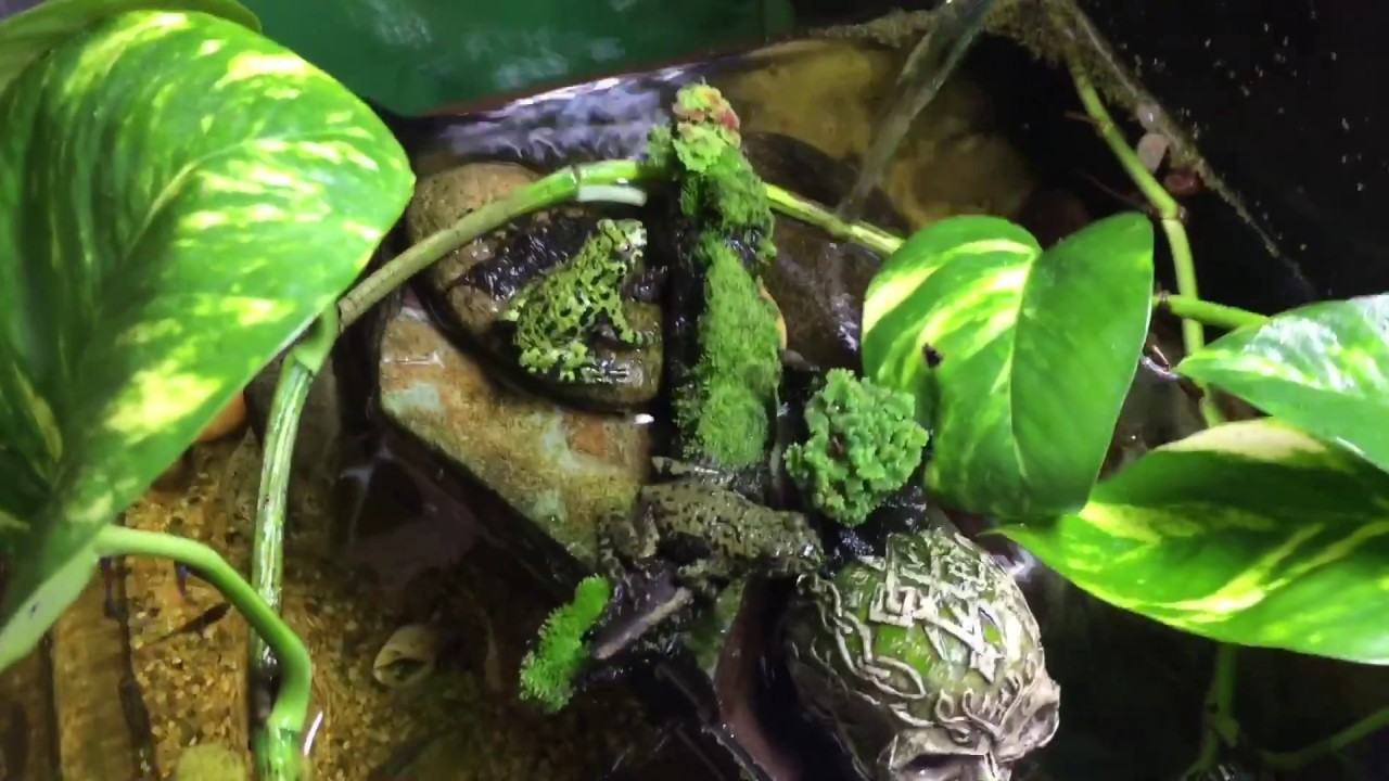 Adding Live Plants to Fire Bellied Toad Tank! - YouTube