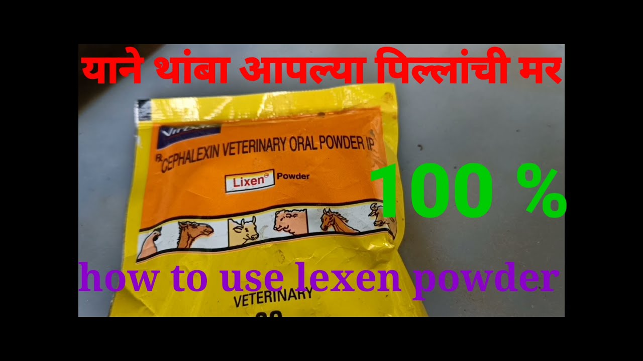 how to use lixen powder #azmathpasha #kukutpalan #gavrankukutpala # ...