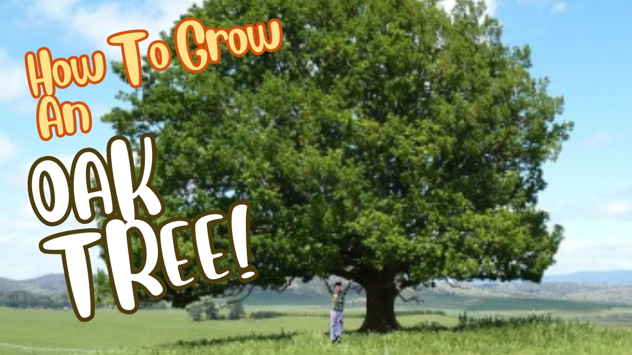 How to GROW an Oak Tree from an Acorn! - YouTube