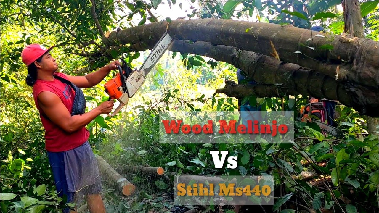 Extremely Rare !! Melinjo tree felling position accompanied by the wind ...