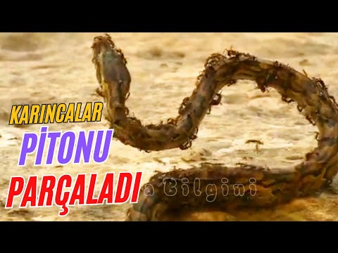 Dev Pitonu Parçaladı | Afrika Asker Karıncaları vs Piton Belgeseli #medyabilgini