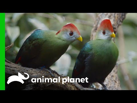 The Bronx Zoo's First Red-Crested Turaco Hatching in 30 Years! | The ...