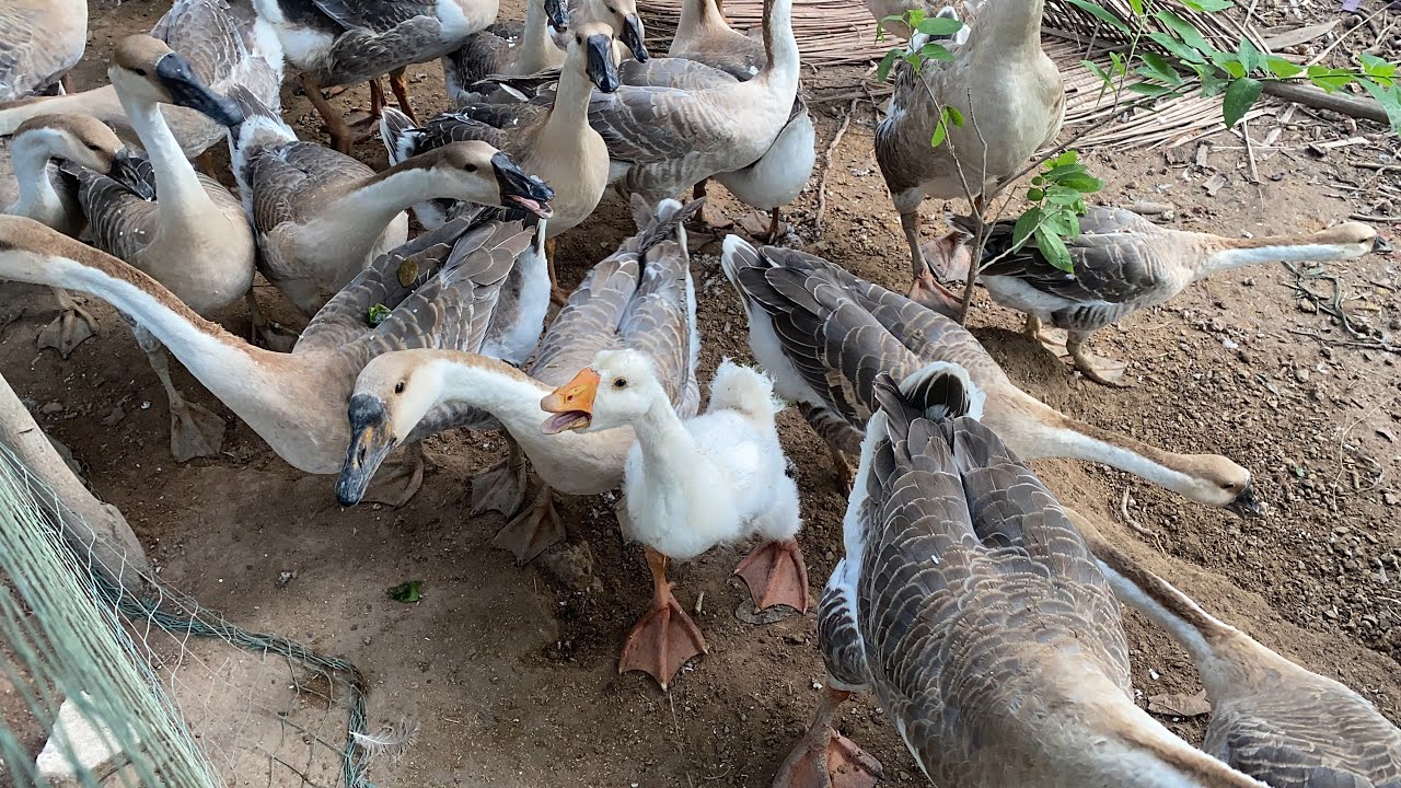 Funny Goose Chasing Babies Compilation | Goose Khmer - YouTube