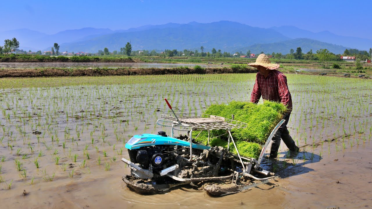 Rice Planting Machine | Rice Planting In The Unique Fields Of Iran ...