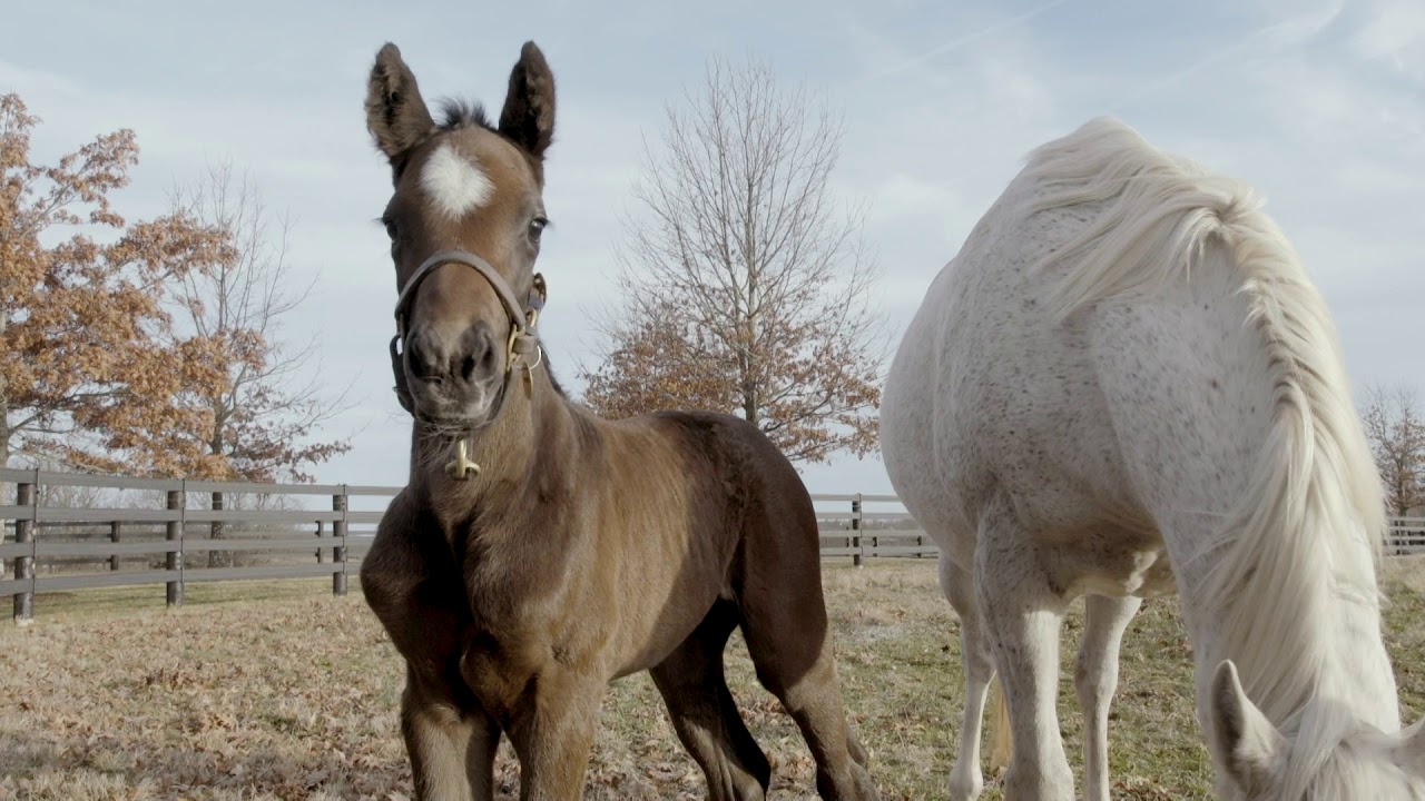 Octave and her Frosted filly at Jonabell Farm - YouTube