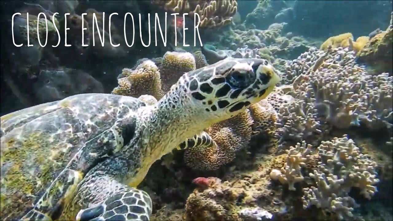 Turtle in Cristo Rei! | Daru's Dive in Timor-Leste: Nikon W300 - YouTube