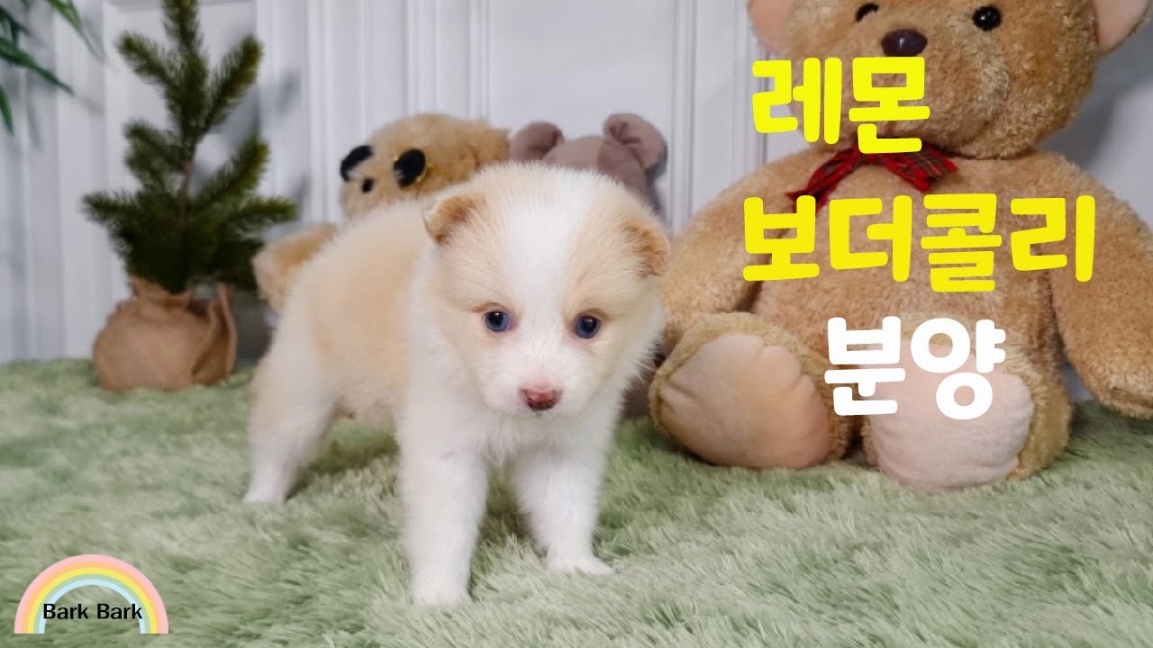 레몬보더콜리분양. Lemon Border Collie puppy for sale. - YouTube