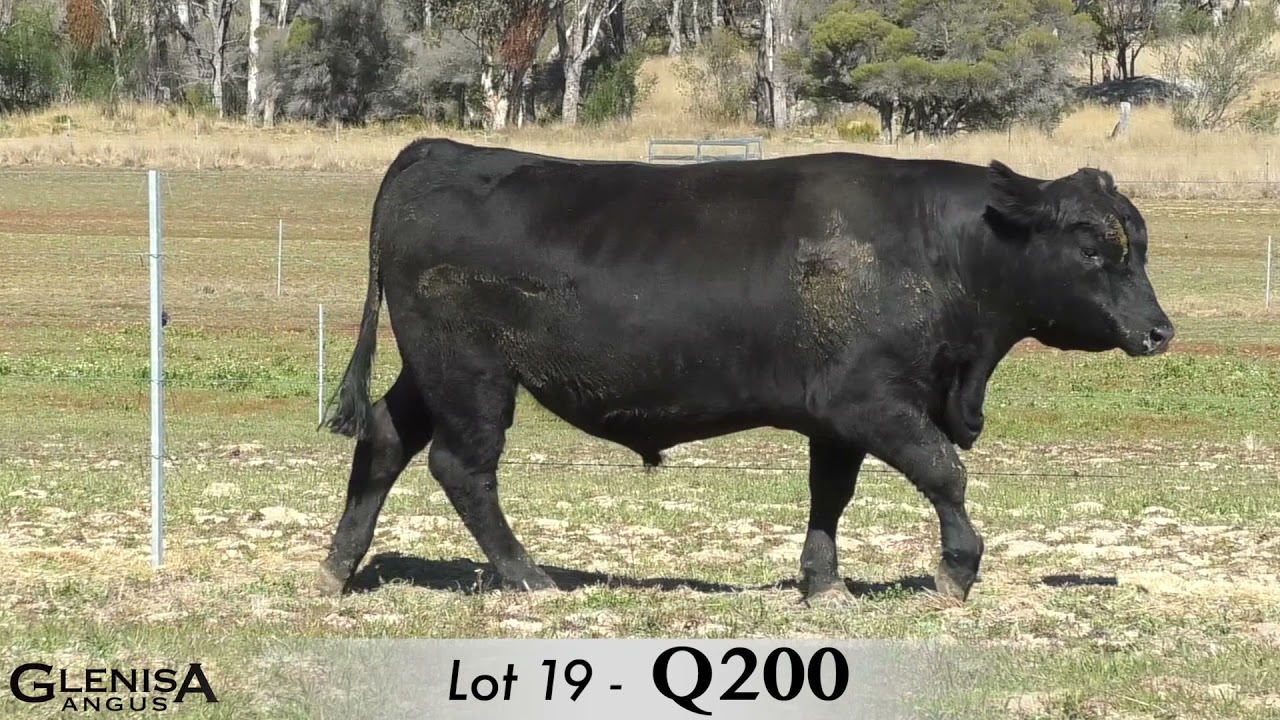 Lot 19 Glenisa K Monty Q200 - YouTube