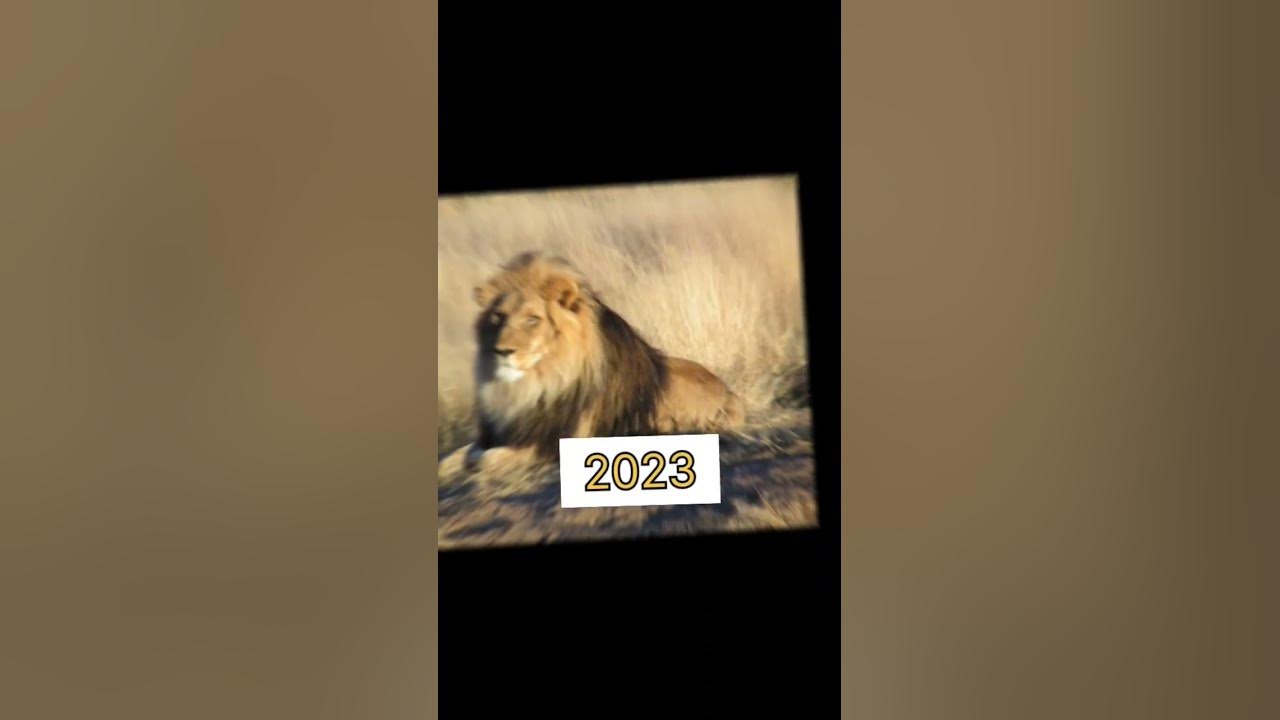 2023 lion 🦁🦁 vs 5000 Bce lion 🦁🦁||#viral #trending #adventure #shorts ...