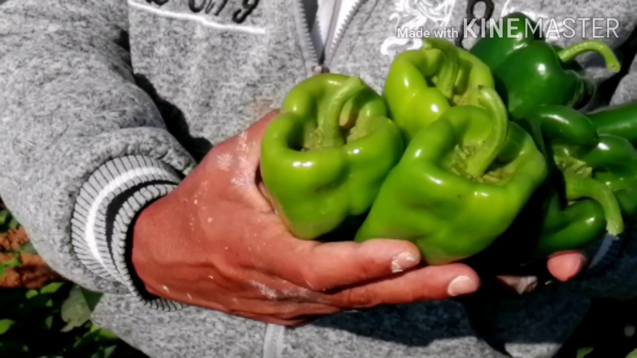 Cultivo de chile "Chorro".. ( criollo) - YouTube